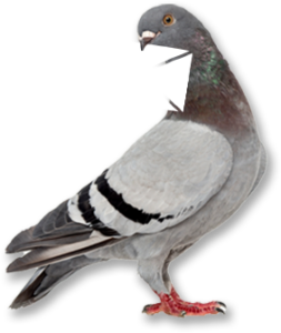 pingon | Root, a part of Accenture